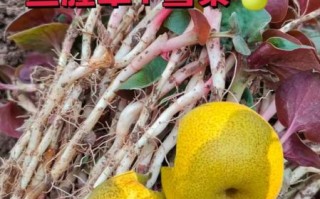 鱼腥草怎么泡水喝_鱼腥草的正确使用方法