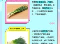 四季葱和小香葱的区别_哪个更香