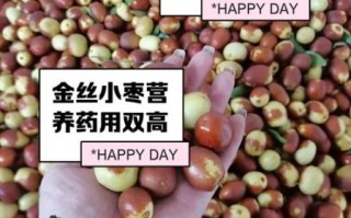 金丝小枣的功效与作用_金丝小枣怎么吃最补血