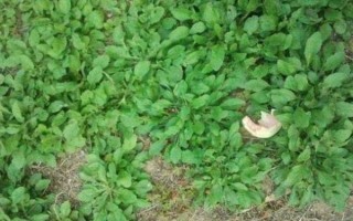 灰灰菜有毒吗_怎么区分有毒品种