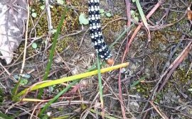 葱兰夜蛾怎么防治_葱兰夜蛾危害症状