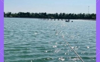 叉尾鮰鱼怎么钓_叉尾鮰鱼钓法技巧