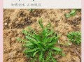 荠荠菜的功效与作用_荠荠菜怎么吃最养生