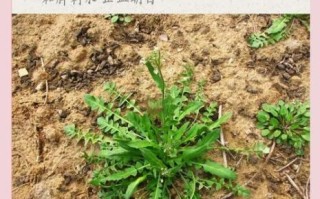 荠荠菜的功效与作用_荠荠菜怎么吃最养生