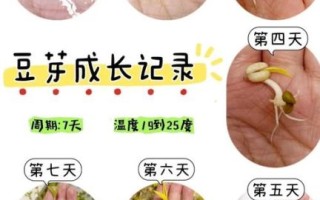 豆芽怎么发_家庭豆芽发芽方法