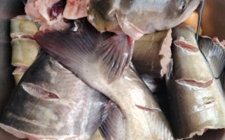 清江鱼怎么做好吃又简单_清江鱼最简单的家常做法