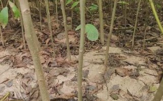 核桃树苗怎么选_核桃树苗价格多少钱一棵