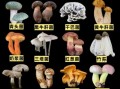 常见食用菌有哪些_32种菇类品种大全