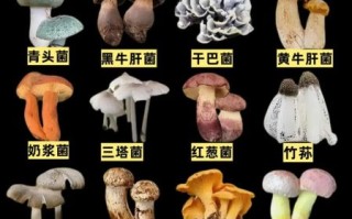 常见食用菌有哪些_32种菇类品种大全