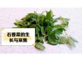 石香菜哪些人不能吃_孕妇能吃石香菜吗