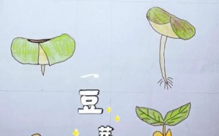 绿豆怎么发芽_绿豆发芽最快的方法