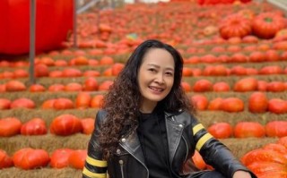 南瓜园2008是什么_南瓜园2008还能用吗