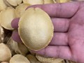 鲍鱼多少钱一斤算正常_鲍鱼价格受哪些因素影响