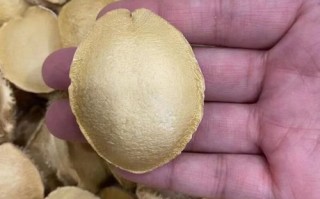 鲍鱼多少钱一斤算正常_鲍鱼价格受哪些因素影响