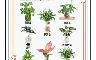 parsley怎么种_parsley可以水培吗