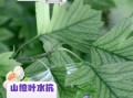 山楂叶煮水能降血压吗_山楂叶煮水功效与作用
