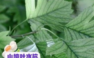 山楂叶煮水能降血压吗_山楂叶煮水功效与作用