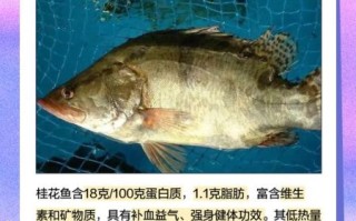 哪种鳜鱼最贵_鳜鱼价格排行榜