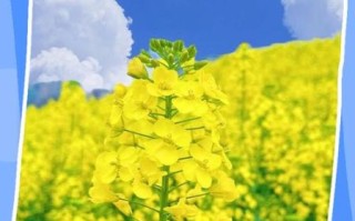 油菜花香水凤是什么味道_油菜花香水凤留香多久