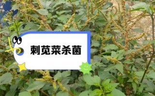 苋菜为什么叫汉菜_汉菜名称由来