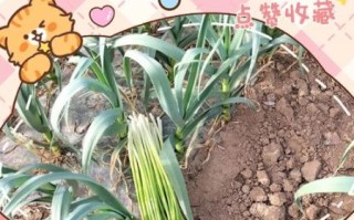 蒜苔怎么处理_蒜苔怎么保存时间长