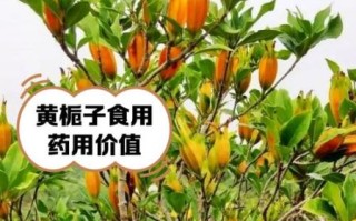 黄栀子功效与作用_黄栀子禁忌有哪些