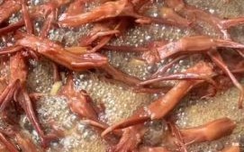 温州鸭舌哪里买最正宗_温州鸭舌多少钱一斤