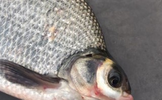 武汉武昌鱼哪里最正宗_武昌鱼为什么叫武昌鱼