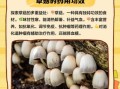 草菇尽量少吃最好不吃_草菇吃多了有什么危害