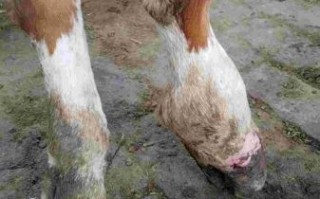 牛蹄子发炎怎么治疗_牛蹄子红肿用什么药