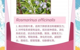 桉油的功效与作用_桉油怎么用效果最好