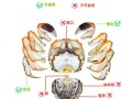 螃蟹怎么去腮和内脏_螃蟹清理步骤图解