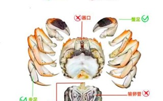 螃蟹怎么去腮和内脏_螃蟹清理步骤图解
