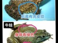 田鸡是癞蛤蟆吗_田鸡和癞蛤蟆的区别