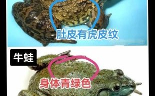 田鸡是癞蛤蟆吗_田鸡和癞蛤蟆的区别
