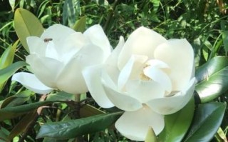 白玉兰花什么时候开_白玉兰花的花语是什么