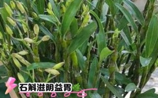 石斛泡水喝的功效与禁忌_石斛泡水多久喝一次