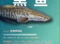黑鱼有毒吗_黑鱼毒素真相