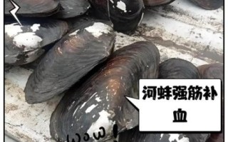 河蚌为什么没人吃_河蚌有毒吗