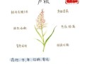 鲜芦根的功效与作用及禁忌_什么人不能吃鲜芦根