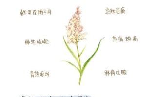 鲜芦根的功效与作用及禁忌_什么人不能吃鲜芦根
