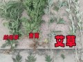 苦蒿和艾草的区别图片_苦蒿与艾草怎么区分