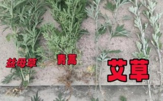 苦蒿和艾草的区别图片_苦蒿与艾草怎么区分
