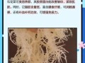 石花菜的功效与作用_石花菜怎么吃最营养