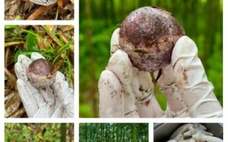 竹荪价格2017多少一斤_2017年竹荪多少钱一斤