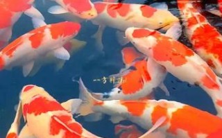 锦鲤是什么意思_锦鲤能带来好运吗