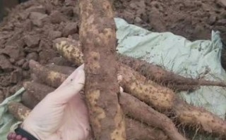 山药长什么样子_山药图片特征