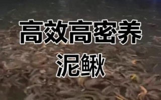 泥鳅养殖技术及成本_泥鳅养殖利润怎么样