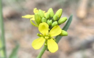 盖菜和芥菜的区别_盖菜是不是芥菜