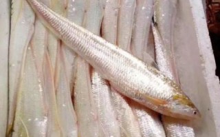 黄河刀鱼和长江刀鱼有什么区别_哪个更贵